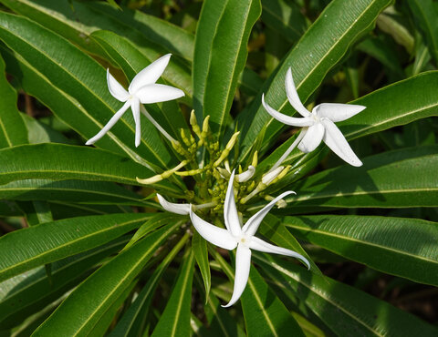 Alstonia venenata, flowers at anthesis, Chinnar WS, Kerala, India ...