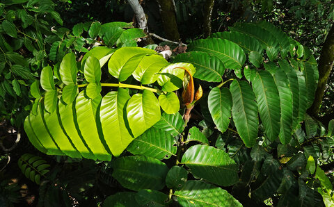 Artocarpus anisophyllus, pinnately compound leaves with anisophyllous ...
