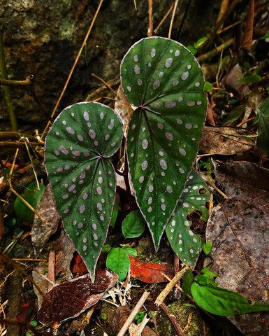 Begonia dimorpha at the base of a limestone boulder, Danum Valley ...