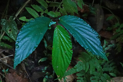 Begonia rotundibracteata, blue iridescence in the young stage, the ...