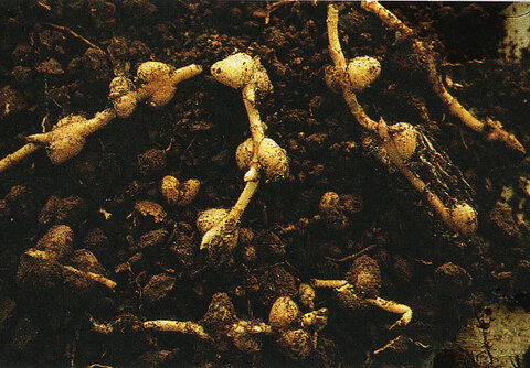 Chamaecostus curcumoides, stolons with one bulbil in rach cataphyll ...