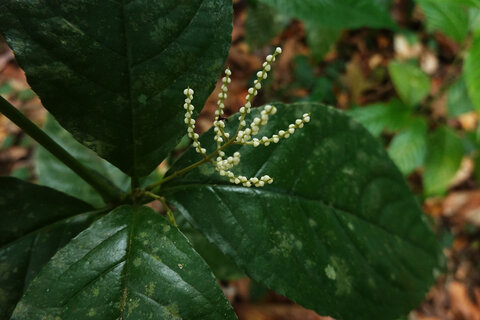 Chloranthus elatior, branched terminal inflorescence, Danum Valley ...