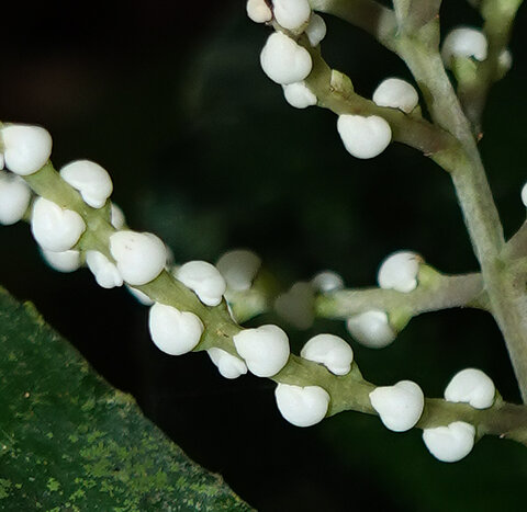 Chloranthus elatior, bright white cucullate abaxial surface of the three lobed stamens covering ...