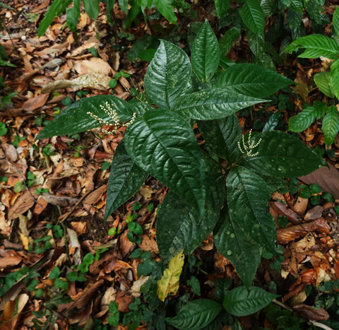 Chloranthus elatior, Danum Valley, Sabah, Borneo | Vertical Garden ...