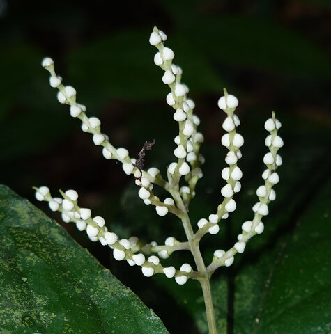 Chloranthus elatior, terminal inflorescence with opposite branches ...
