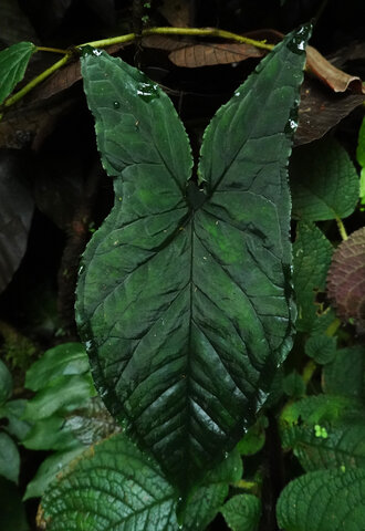Chlorospatha atropurpurea, hydathodes along the blade margin excreting ...