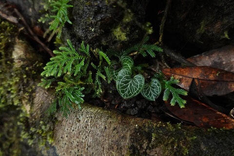Corybas serpentinus in a humus pocket, Mount Silam, Lahad datu, Sabah ...