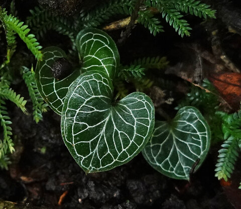 Corybas serpentinus, Mount Silam, Lahad datu, Sabah, Borneo | Vertical ...