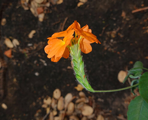 Crossandra infundibuliformis, inflorescence with hairy bracts, Anamalai ...