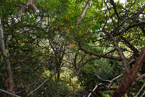 Crossandra infundibuliformis straggling and reaching three meters in ...
