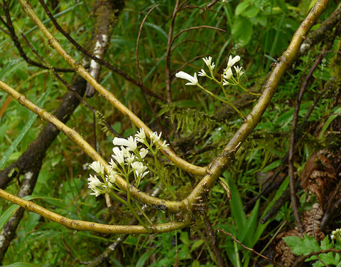 Cyrtandra ciliata, cauliflorous branched inflorescence, Taveuni, Fiji ...