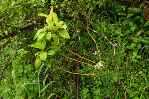 Cyrtandra ciliata on a vertical forest bank, cauliflorous ...