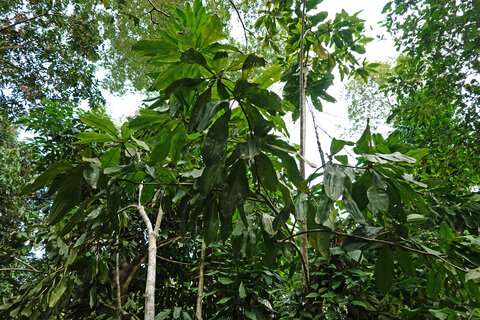 Dracaena elliptica in perturbated forest understory, Sukau ...