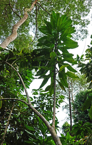 Dracaena elliptica, vigorous upward growing offshoot, Sukau ...