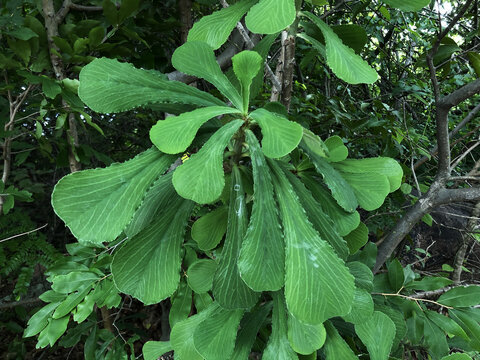 Euphorbia biselegans, spathulate leaf blades with tightly undulated ...