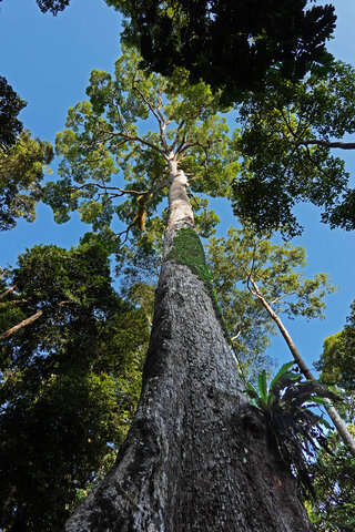 Ficus barba-jovis climbing along the trunk of the 75 m high Kabili ...