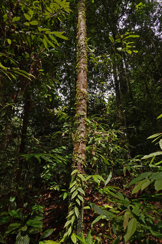 Ficus trichocarpa climbing along a tree trunk, Deramakot FR, Sabah ...