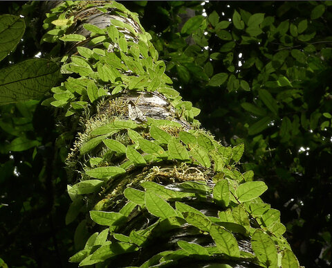 Ficus trichocarpa, horizontally growing lateral stems clasping the host ...