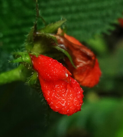 Gasteranthus quitensis, urceolate corolla, Mashpi FR, Pichincha ...