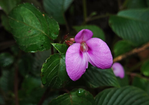 Impatiens cordata, flower and leaves, Munnar, Kerala, India | Vertical ...