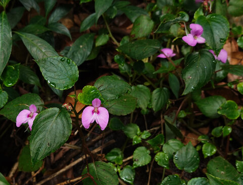 Impatiens cordata, flowers and leaf guttation throgh hydathodes, Munnar ...