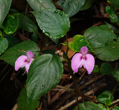 Impatiens cordata, flowers and leaves, Munnar, Kerala, India | Vertical ...