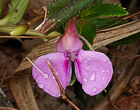 Impatiens pallidiflora, an almost glabrous form with pink flowers ...