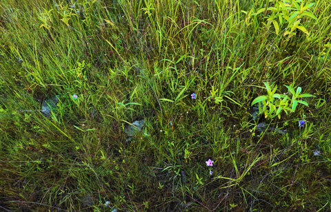 Ipomoea cf. blepharophylla in seasonal shallow swampy habitat on ...