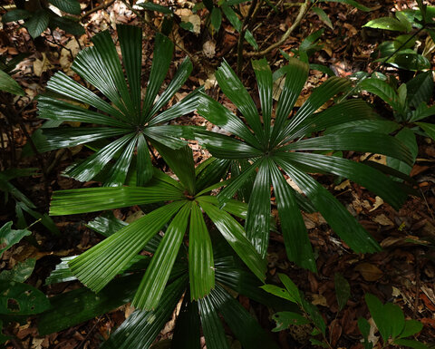 Licuala olivifera with its characteristic shiny leaves, Deramakot FR ...