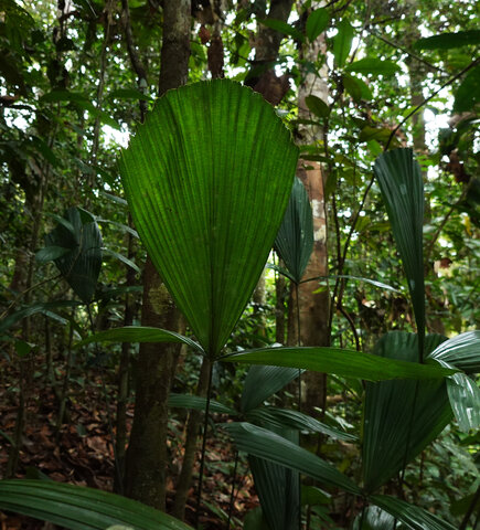 Licuala triphylla, large wide central leaflet and two small narrow ...