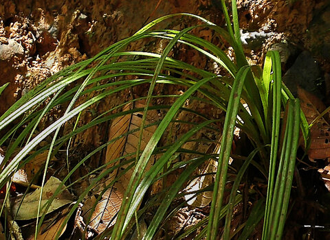 Mapania debilis, M shaped leaf section and denticulate spiny leaf ...