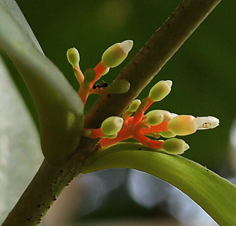 Medinilla macrophylla, flowers with bright orange peduncles ...