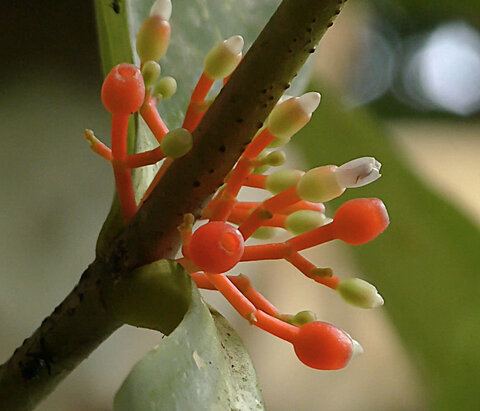 Medinilla macrophylla, flowers with orange peduncle, greenish ...