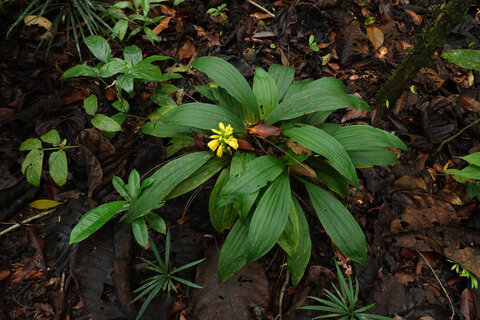 Neuwiedia zollingeri in forest understory, Lahad Datu, Sabah, Borneo ...