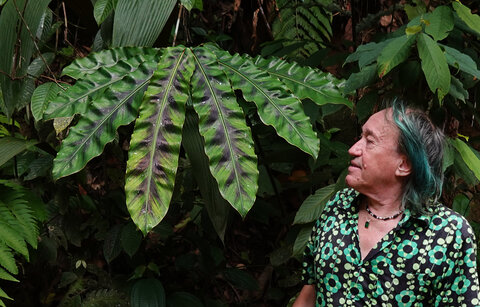 Patrick Blanc looking at the brown striate and undulate leaves of ...