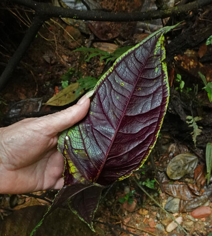 Patrick Blanc showing the purple lower surface of the Chlorospatha ...