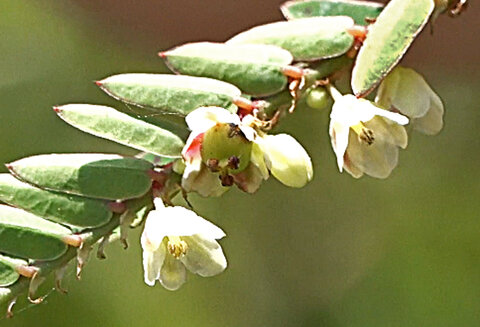 Phyllanthus lawii, male flowers with stamen filets united in a column ...