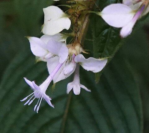Phyllopentas schumanniana inflorescence, tubular flower with one white ...
