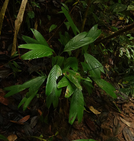 Pinanga lepidota in forest understory, Deramakot FR, Sabah, Borneo ...