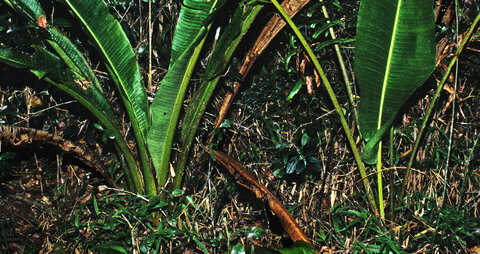 Ravenala blancii with long decurrent leaf blades on the left and ...