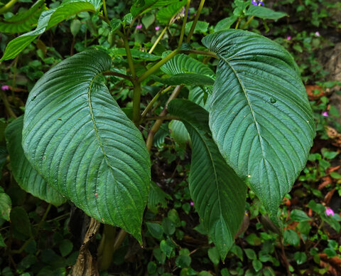 Rhynchoglossum notonianum, enantiomorph asymmetric successive leaves ...