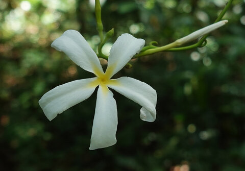 Saba comorensis, flower, Ngezi FR, Pemba, Tanzania | Vertical Garden ...