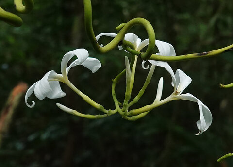 Saba comorensis, flowers in forest understory, Ngezi FR, Pemba ...
