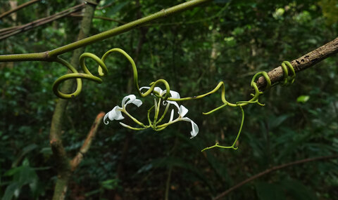 Saba comorensis, inflorescence axis transformed in tendril coiling ...