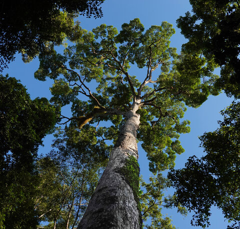 Shorea pauciflora with Ficus barba-jovis totally appressed to its trunk ...