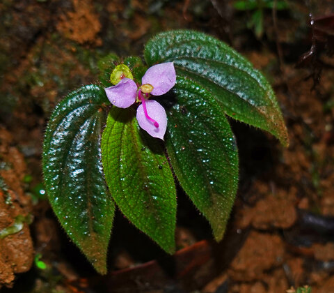 Sonerila beccariana, flower at anthesis, Mount Silam, Lahad datu, Sabah ...
