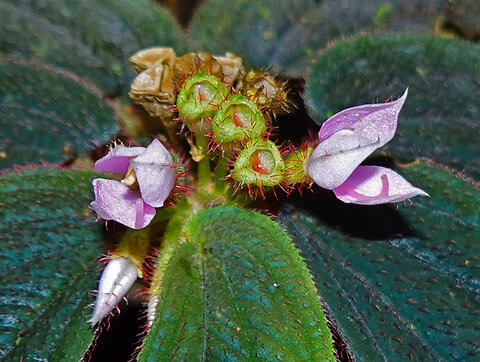 Sonerila beccariana, flowers and maturing capsules covered by erect red ...