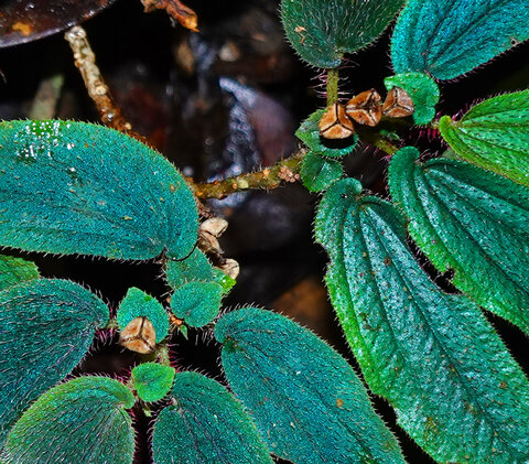 Sonerila beccariana, mature capsules, anisophylly and big leaf base ...