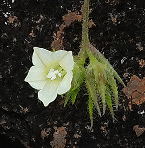 Xenostegia pinnata, inflorescence, Katavi NP, Tanzania | Vertical ...
