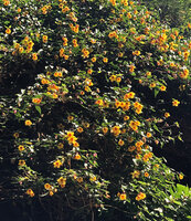 L'Oasis d'Aboukir, Paris | Vertical Garden Patrick Blanc